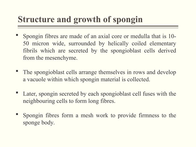 SPONGE poriferans@phylumporiferaprokaryotes.ppt