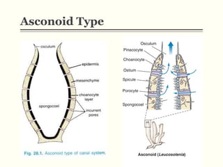 SPONGE poriferans@phylumporiferaprokaryotes.ppt