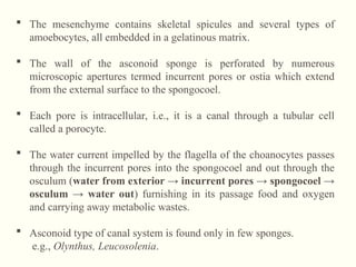 SPONGE poriferans@phylumporiferaprokaryotes.ppt