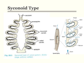 SPONGE poriferans@phylumporiferaprokaryotes.ppt