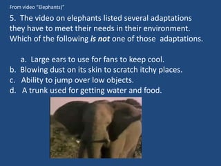 Animal adaptations (worksheet 1) | PPTX