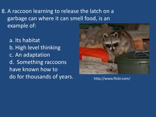 Animal adaptations (worksheet 1) | PPTX