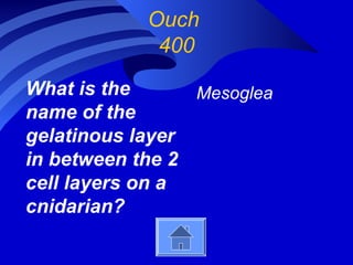 Sponge cnadaria review game | PPT