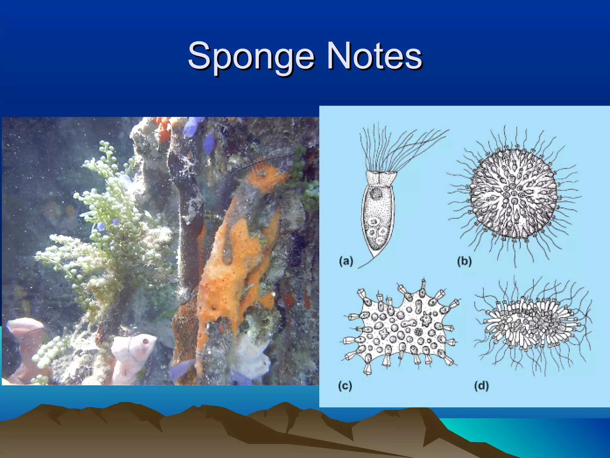 Sponge notes | PPT