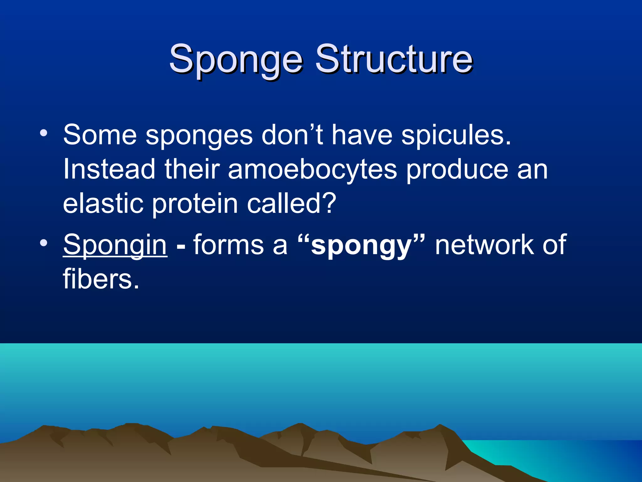 Sponge notes | PPT