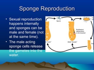 Sponge reproduction notes | PPT | Reproductive Health | Diseases and ...