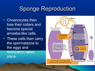 Sponge reproduction notes | PPT