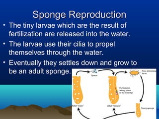Sponge reproduction notes | PPT