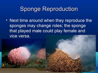 Sponge reproduction notes | PPT | Reproductive Health | Diseases and ...