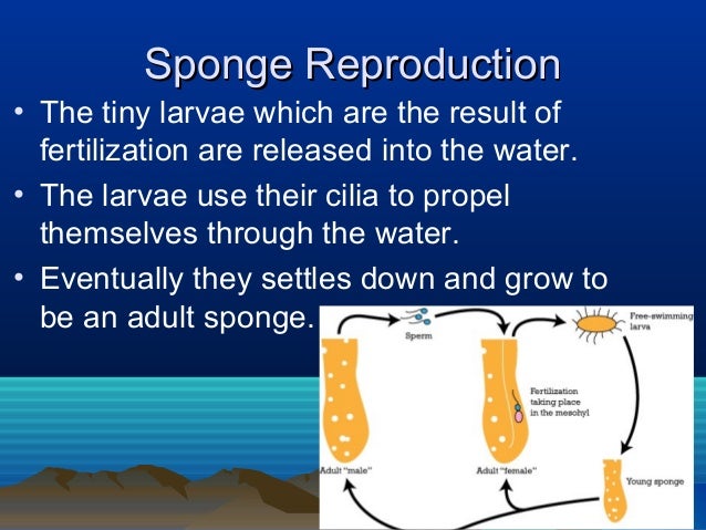 Sponge reproduction notes