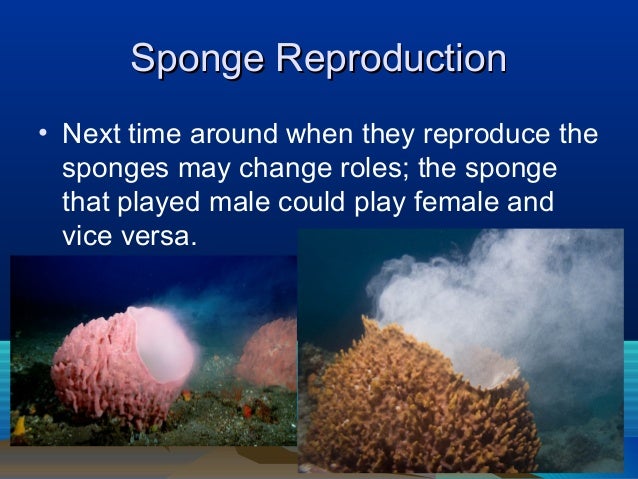 Sponge reproduction notes