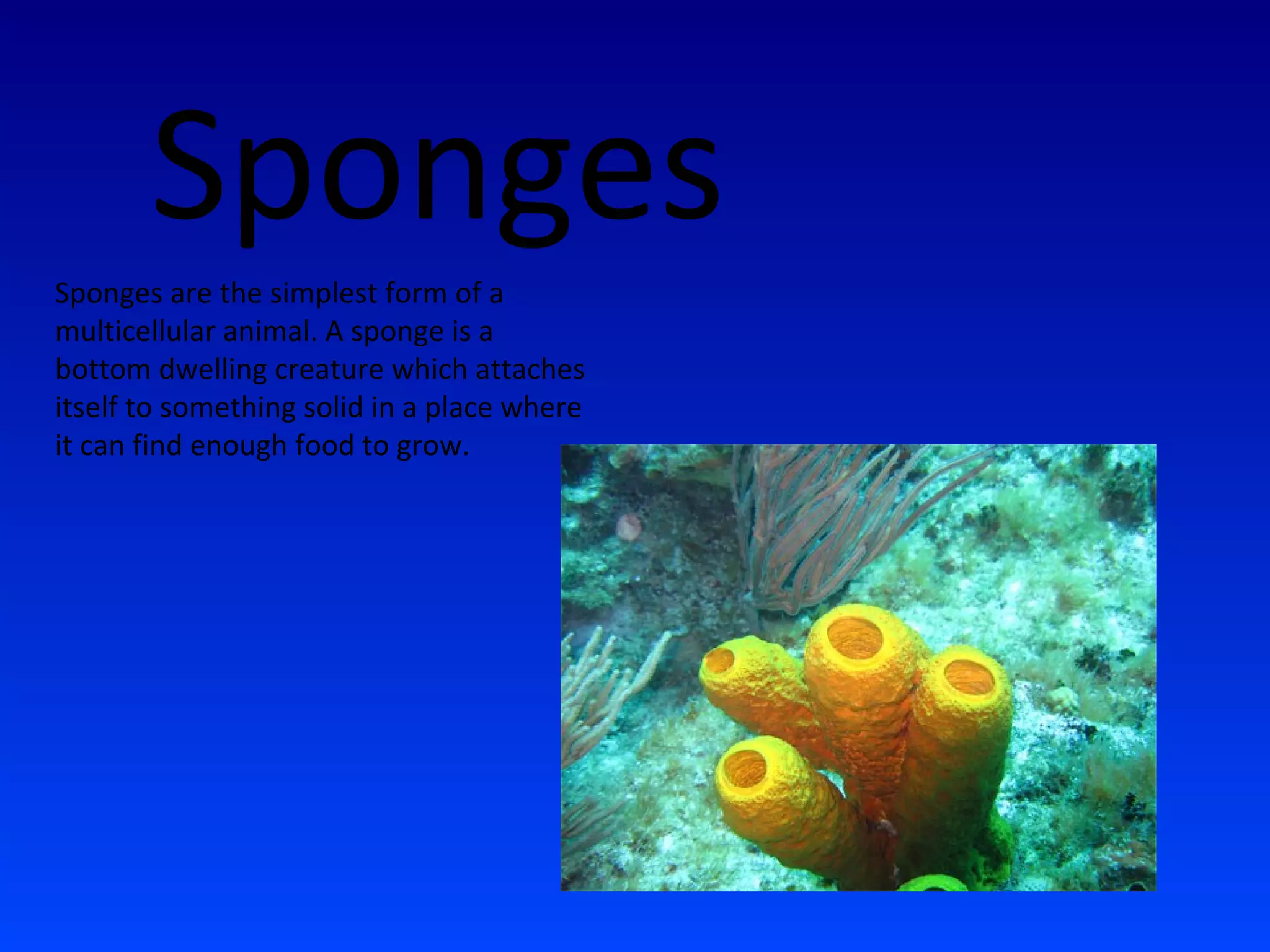 Sponges | PPT
