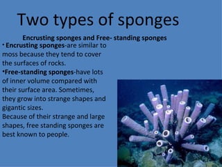 Sponges | PPT