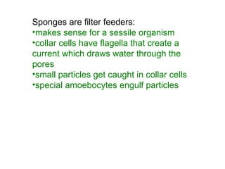 Sponges | PPT