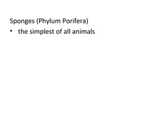 Sponges | PPT