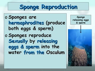 Sponges | PPS