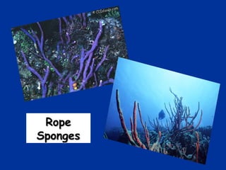 Sponges | PPS