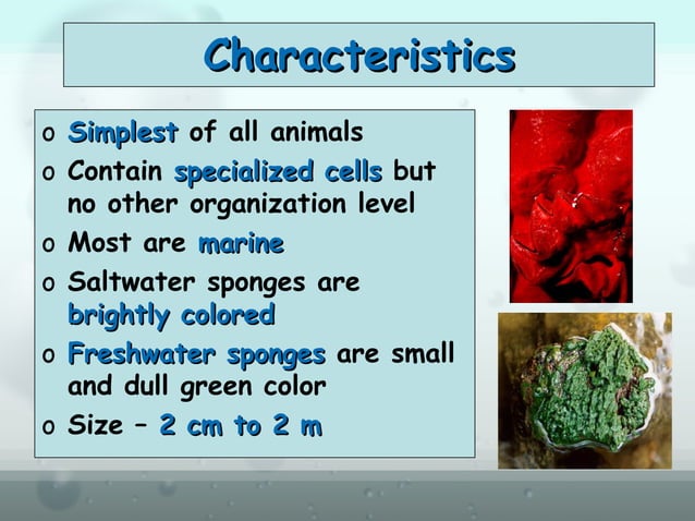 Sponges | PPS | Reproductive Health | Diseases and Conditions