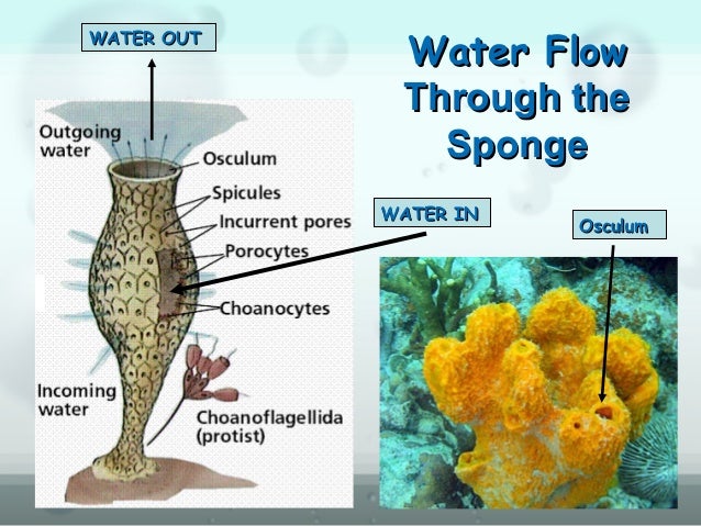 Sponges