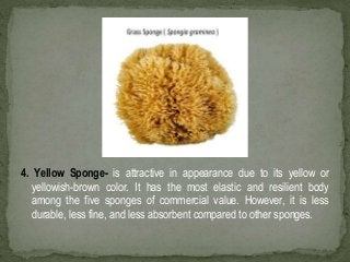 Sponges | PPT