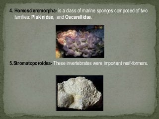 Sponges | PPT