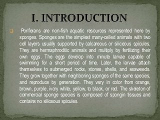 Sponges | PPT