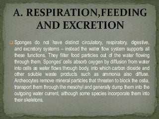 Sponges | PPT