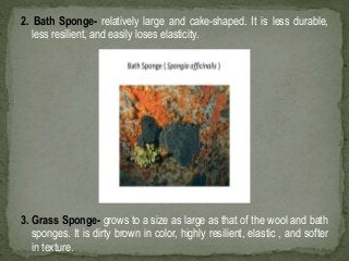 Sponges | PPT
