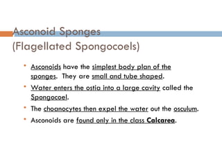Characteristics of Sponges, Porifera, invertebrates | PPT