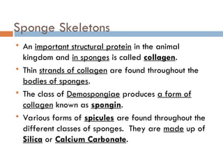 Characteristics of Sponges, Porifera, invertebrates | PPT