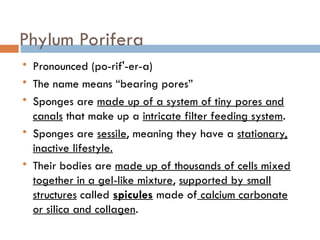 Characteristics of Sponges, Porifera, invertebrates | PPT