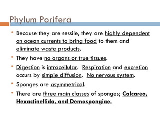 Characteristics of Sponges, Porifera, invertebrates | PPT
