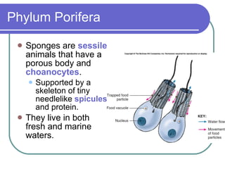 Sponges And Placozoa | PPT