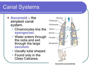 Sponges And Placozoa | PPT | Biological Sciences | Science