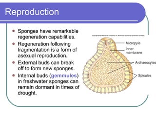 Sponges And Placozoa | PPT | Biological Sciences | Science