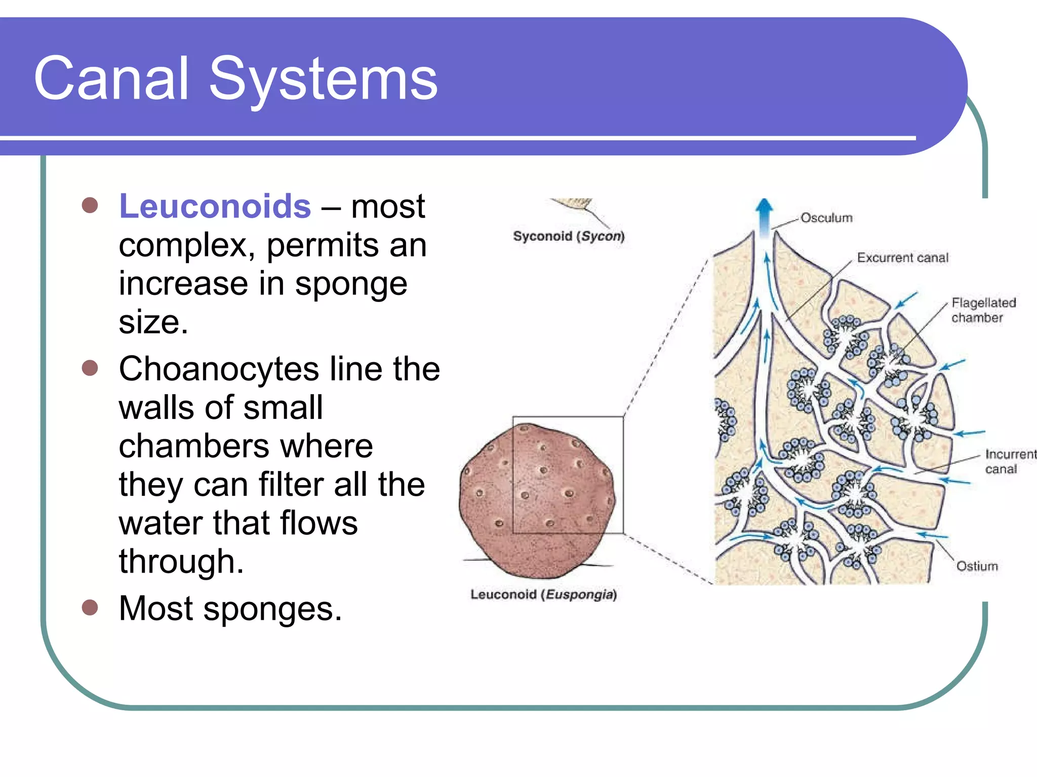 Sponges And Placozoa(2) | PPT