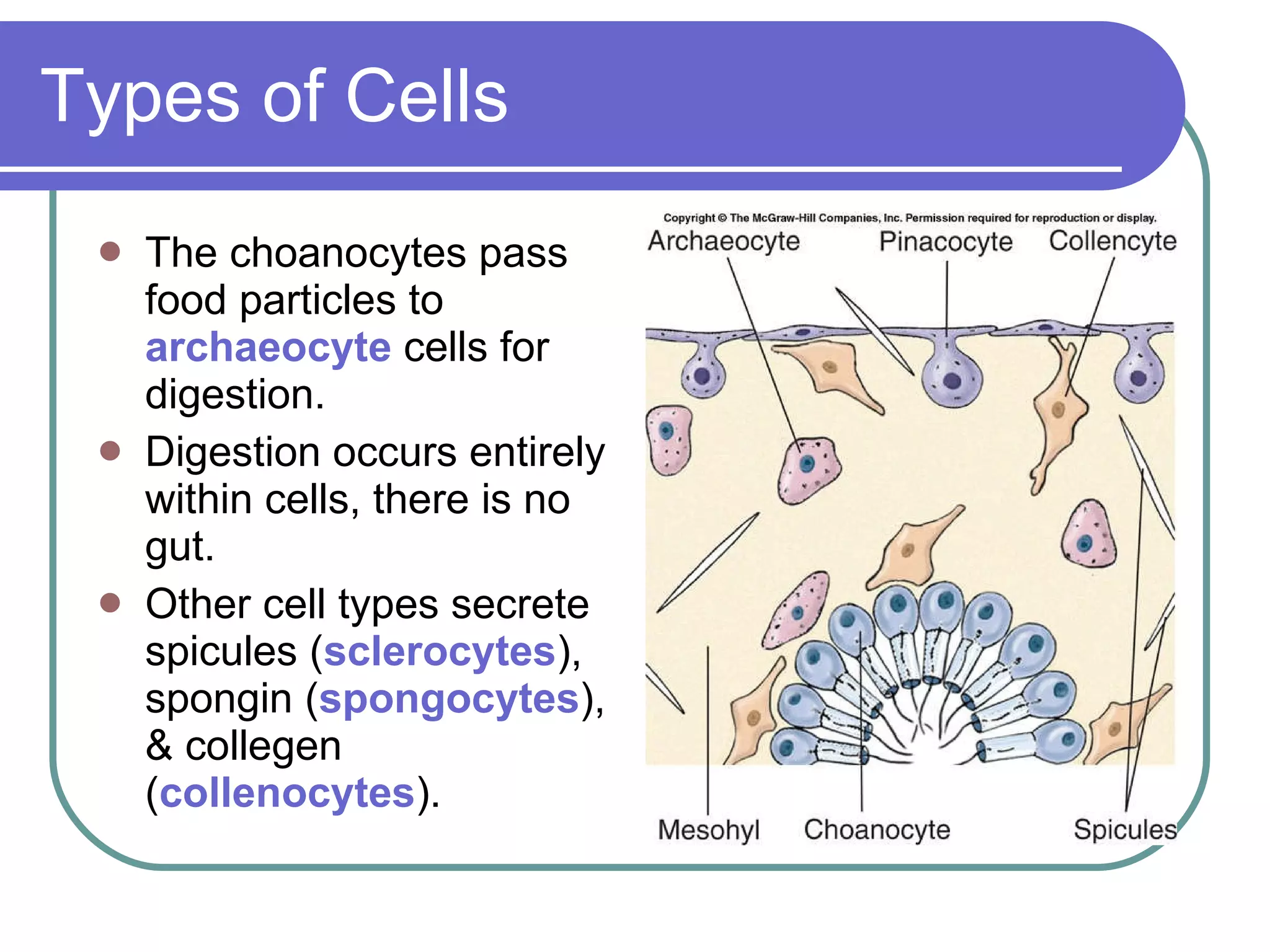 Sponges And Placozoa(2) | PPT