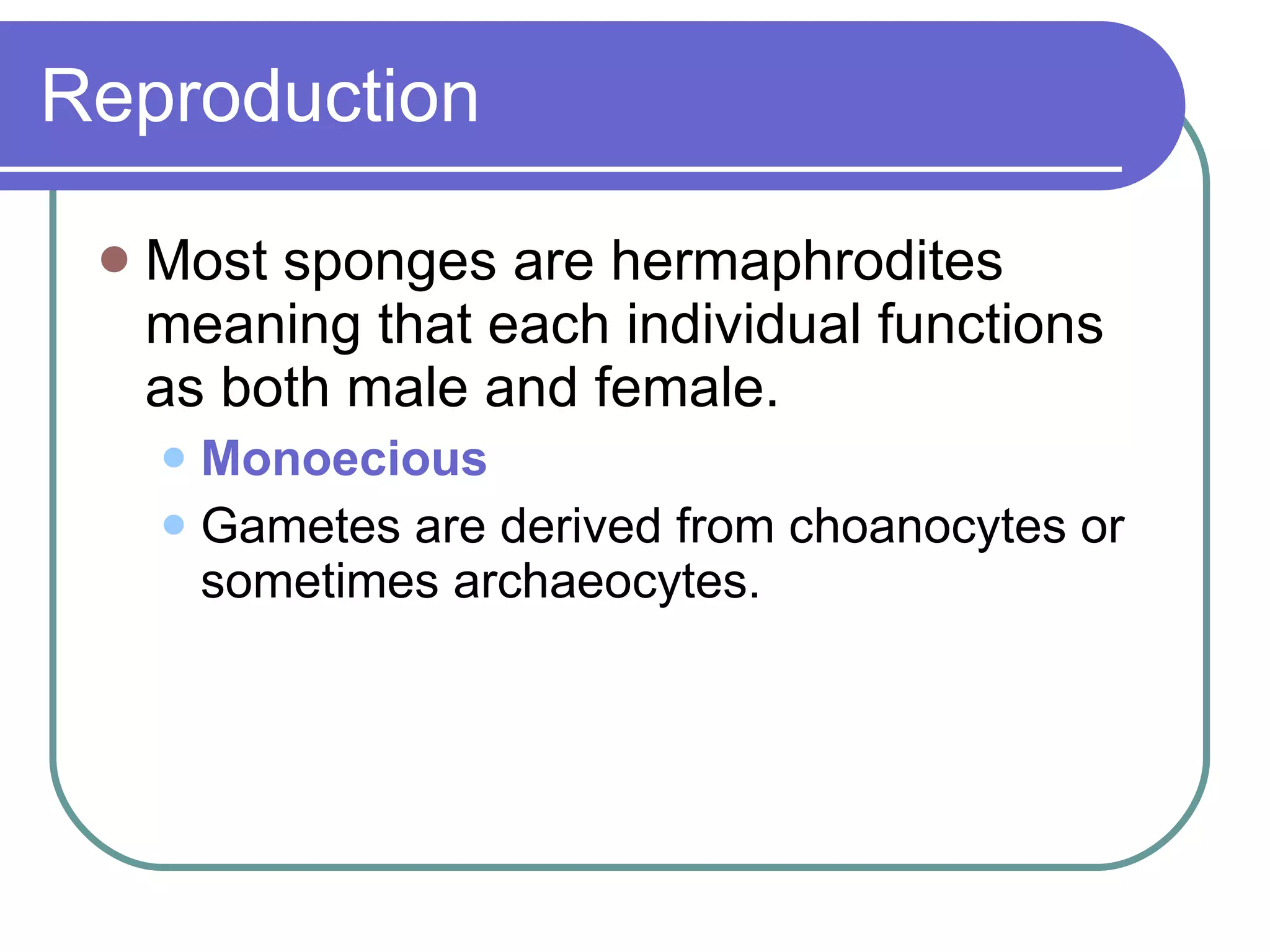 Sponges And Placozoa(2) | PPT