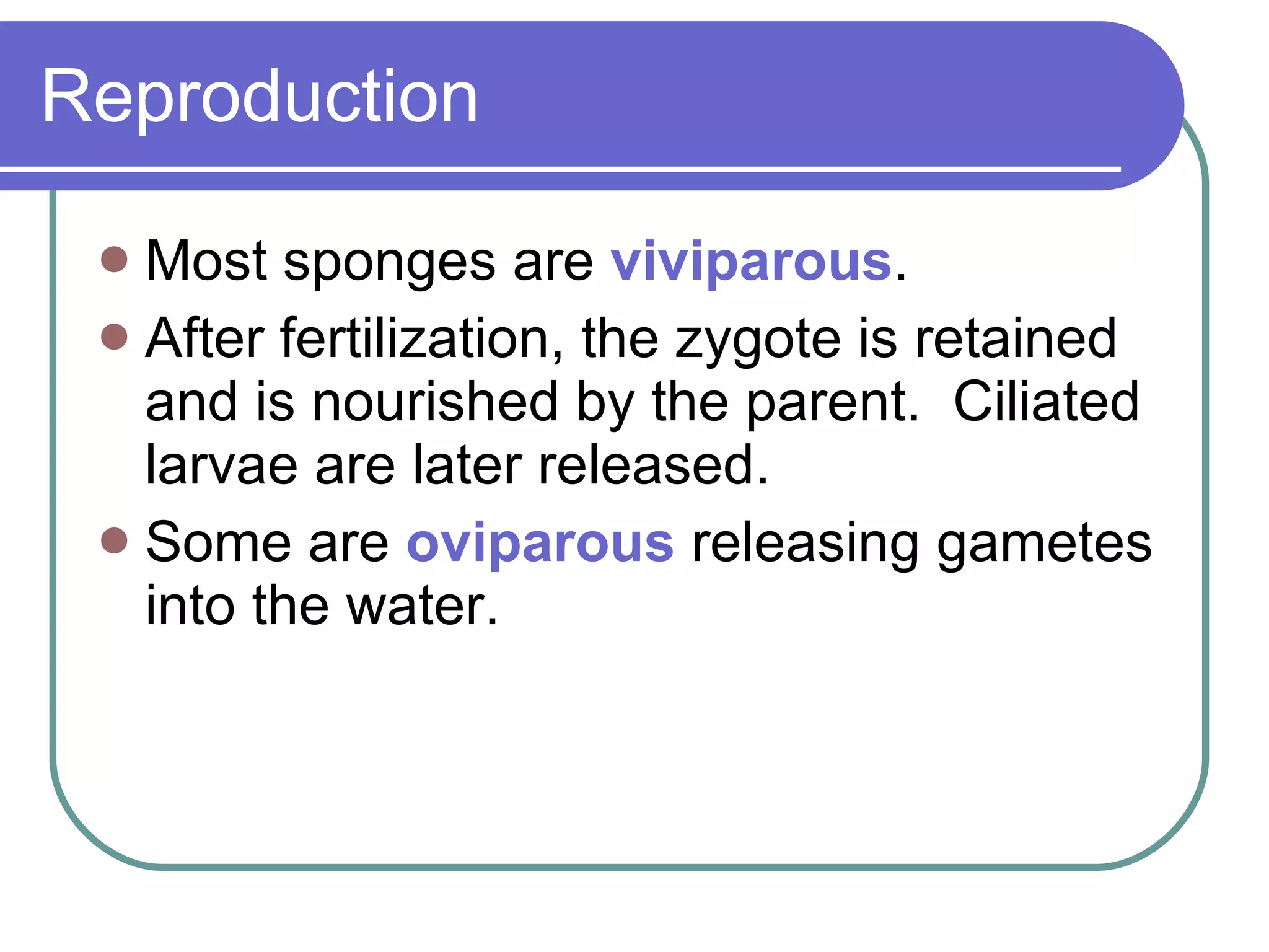 Sponges And Placozoa(2) | PPT