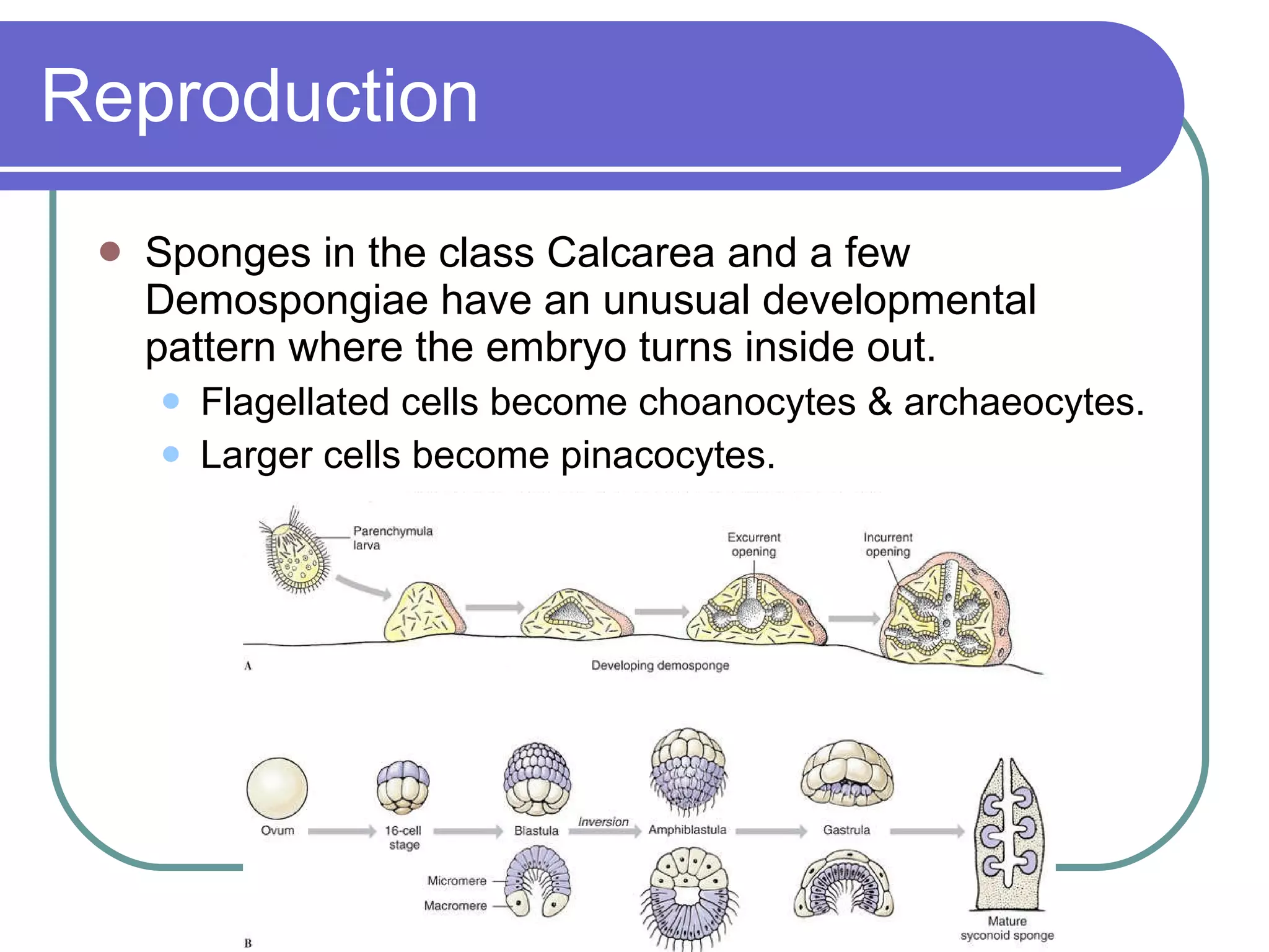 Sponges And Placozoa(2) | PPT