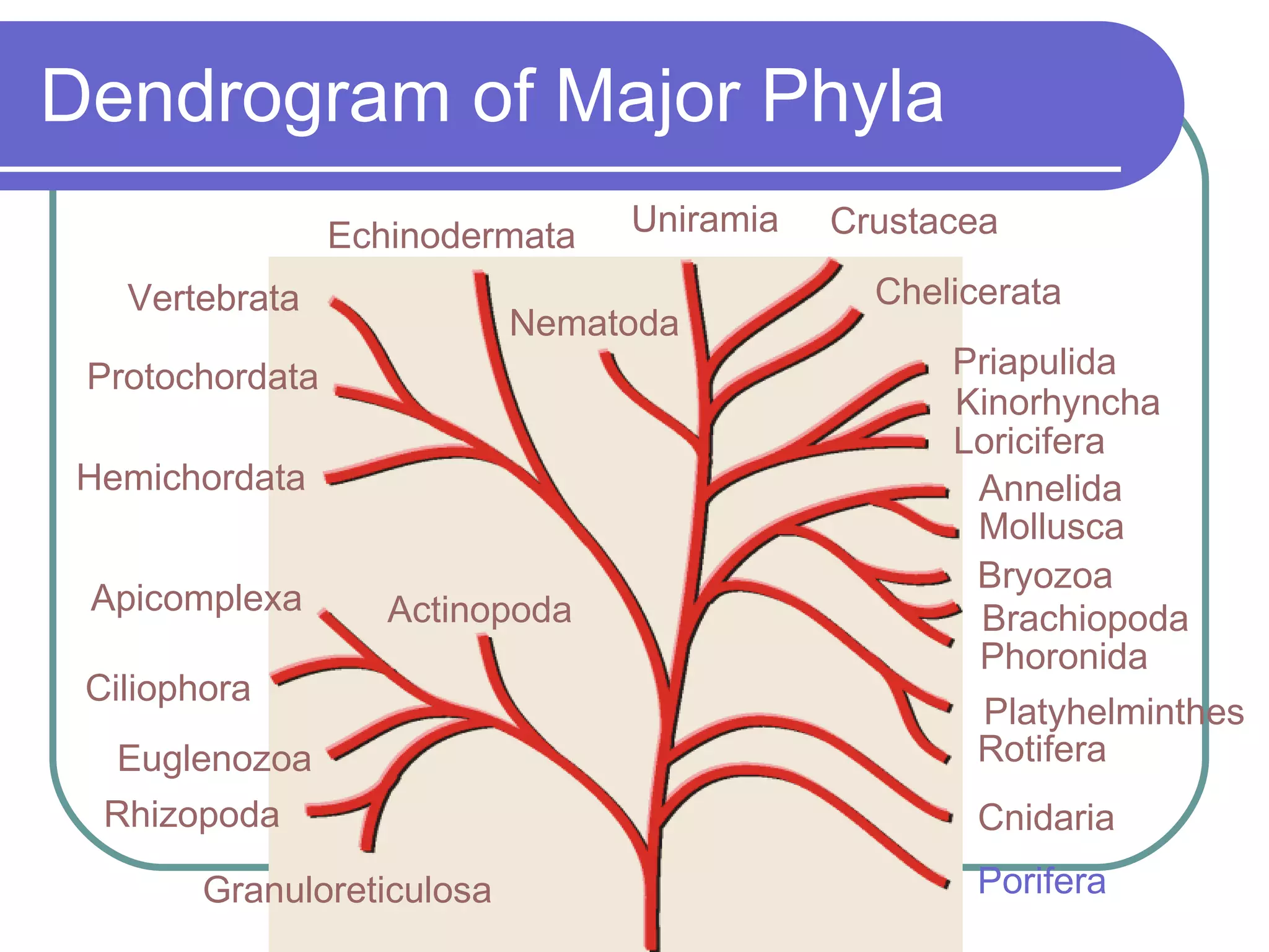 Sponges And Placozoa(2) | PPT