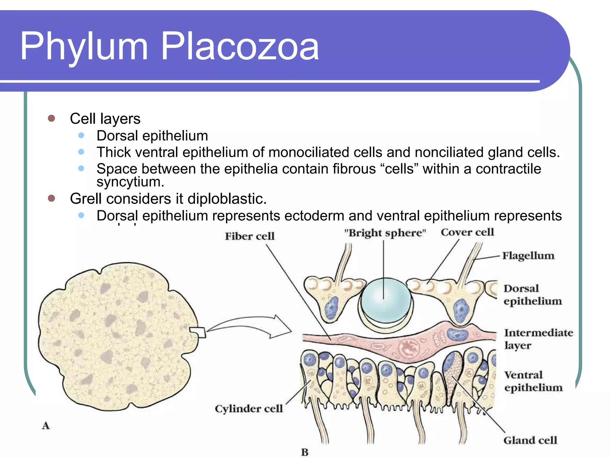 Sponges And Placozoa(2) | PPT