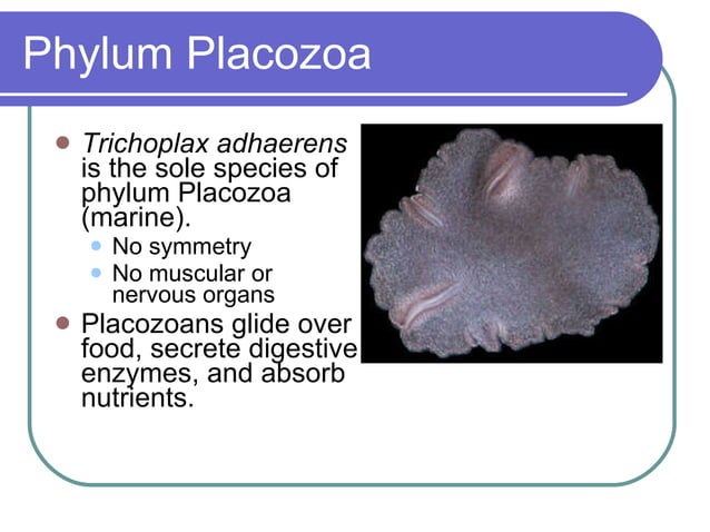 Sponges And Placozoa(2) | PPT | Biological Sciences | Science