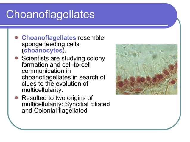 Sponges And Placozoa(2) | PPT | Biological Sciences | Science