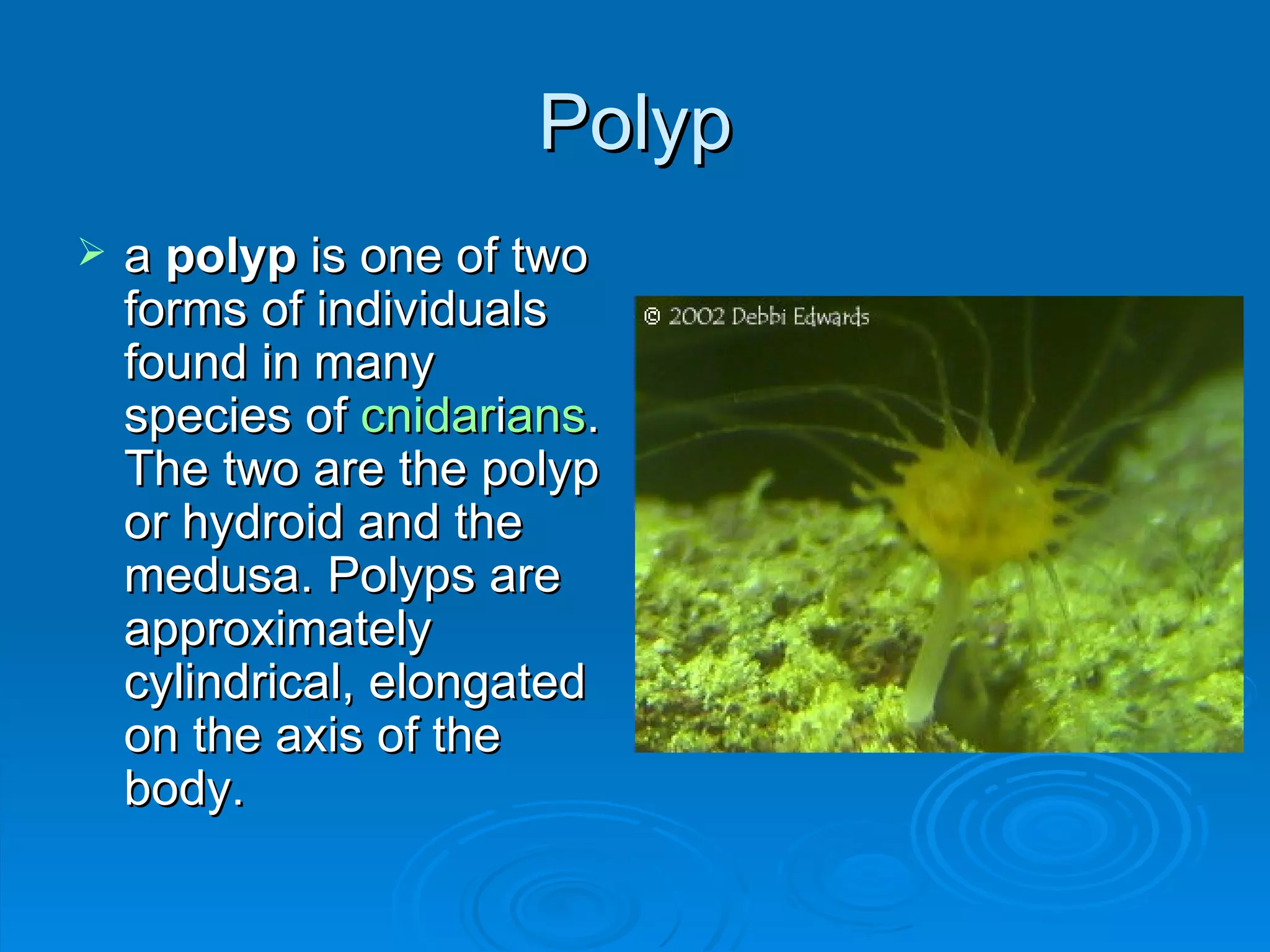 Sponges And Cnidarians | PPT