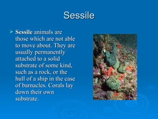 Sponges And Cnidarians | PPT