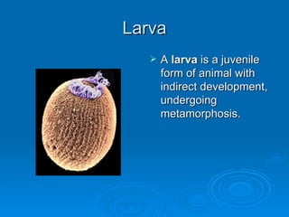 Sponges And Cnidarians | PPT