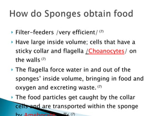 Sponges and cnidarians 10 4 iordan delyan radoslav | PPT