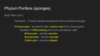 Porifera | PPTX