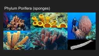 Porifera | PPT